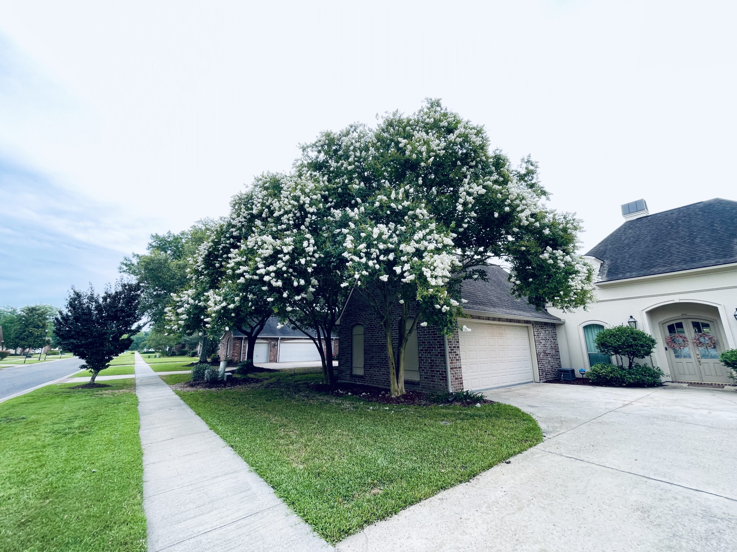 나무 자르기(tree trimming) – Anthony's Life